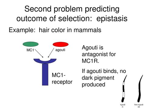 Ppt Quantitative Genetics Traits Controlled My Many Loci Powerpoint