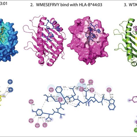 A Population Coverage Of Selected Peptides Binding To The Mhc Class I