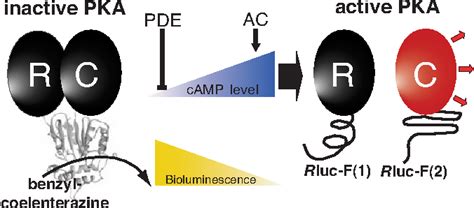 Figure 1 From Quantification Of Dynamic Protein Complexes Using Renilla