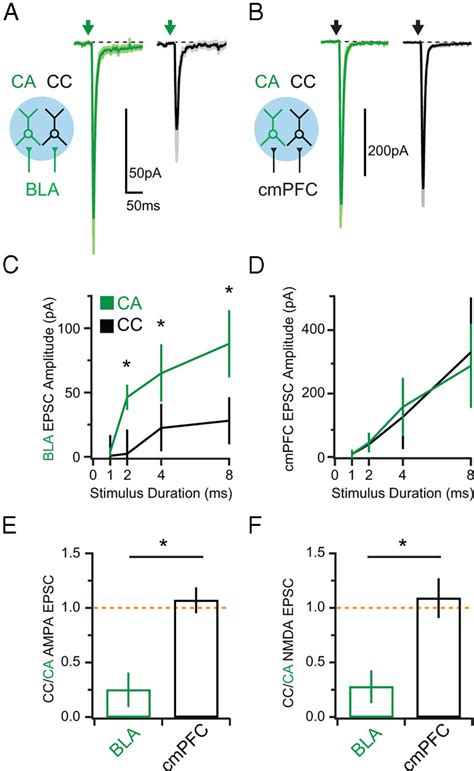Synaptic Strength Of Bla And Cmpfc Inputs A Left Schematic Showing