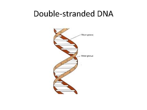 Nucleotides Biomedical Importance Building Blocks Of Nucleic Acids