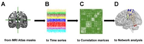 Applied Sciences Free Full Text Sex Related Variations In The Brain