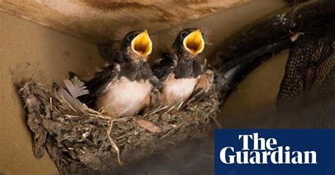 phd supervisor sadness the empty nest education the guardian