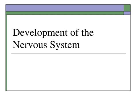 Ppt Development Of The Nervous System Powerpoint Presentation Free