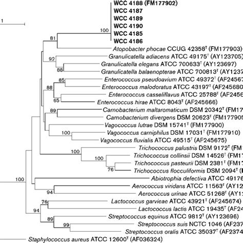 Nucleotide Sequence Similarity Tree Based On Comparison Of 16s Rrna