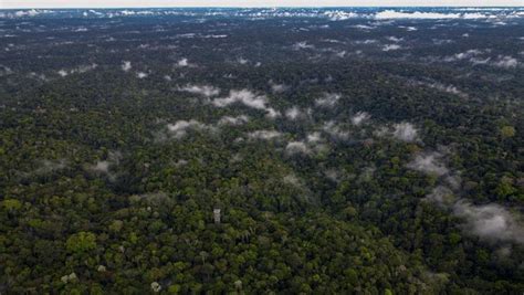 Cara Pelestarian Hutan Dan Fungsinya Bagi Makhluk Hidup Jangan Asal Tebang