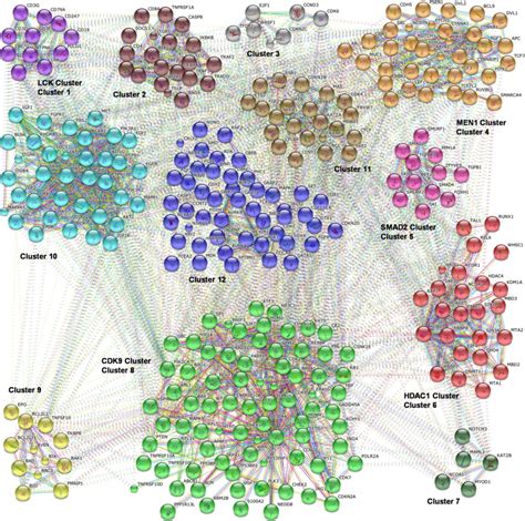 String Protein Protein Interaction Network Separated Into 12 K Means