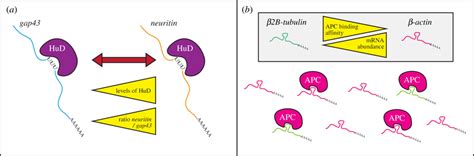 Cis Acting Elements Regulate Mrna Localization In Axons A