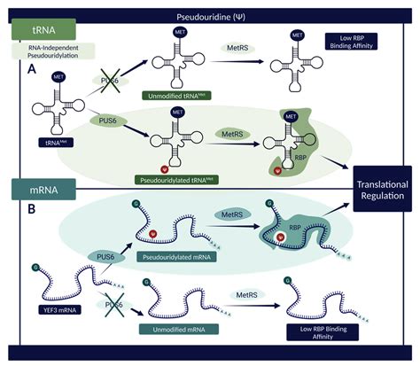 Biochem Free Full Text The Role Of Epitranscriptomic Modifications
