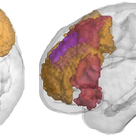 Functional Regions Included In The Lateral Pfc Connectivity Map