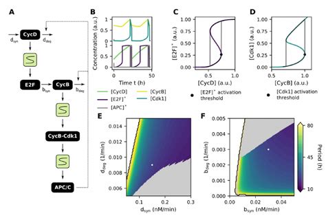 A Modular Approach For Modeling The Cell Cycle Based On Functional