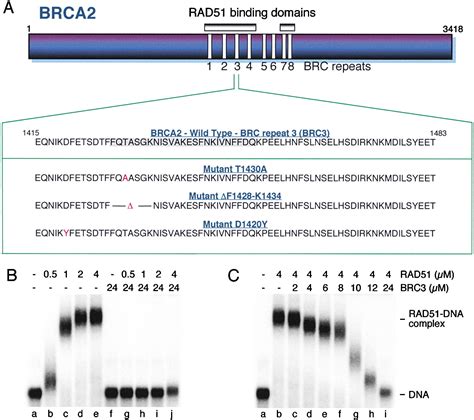 Role Of Brca2 In Control Of The Rad51 Recombination And Dna Repair