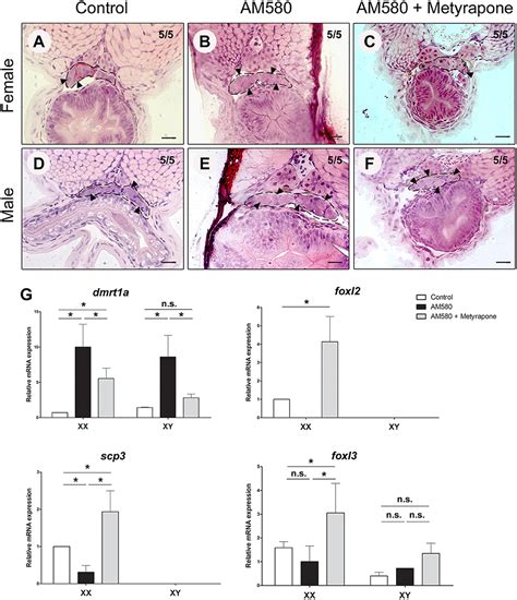 Frontiers Crosstalk Between Retinoic Acid And Sex Related Genes
