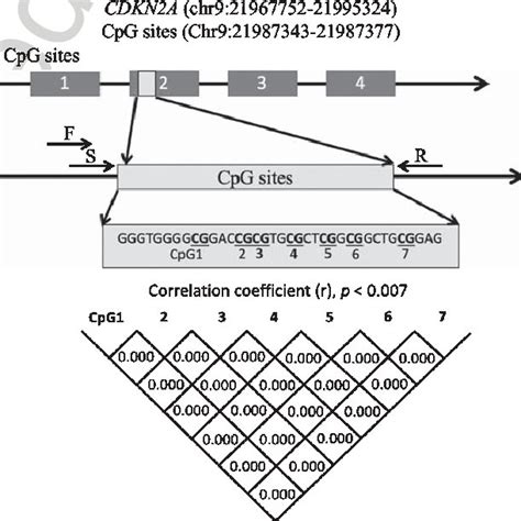 Schematic Diagram Showing The Location Of The Cdkn2a Exon 2 Region That