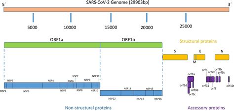 Frontiers Sars Cov 2 Accessory Proteins In Viral Pathogenesis Knowns