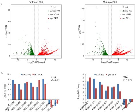 Transcriptome Analysis And Functional Characterization Reveal That