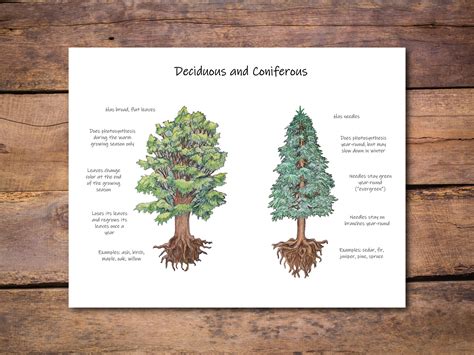 Conifer Vs Deciduous Tree Printable Classroom Poster Etsy