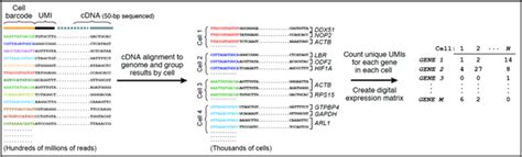 Hubmap Single Cell And Bulk Atac Sequence Data Hubmap