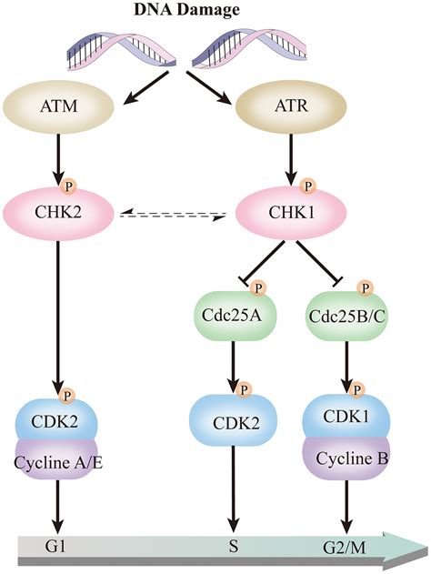 Cd138 Multiple Myeloma Cells Express High Level Of Chk1 Which