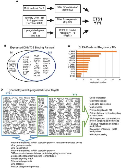 Regulatory Transcription Factors At Differentially Methylated Regions