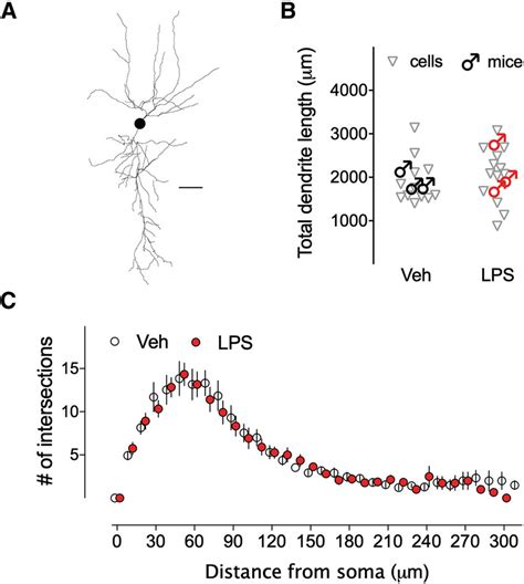General Morphology Of Ca1 Pyramidal Neurons In Adult Male Mice Is