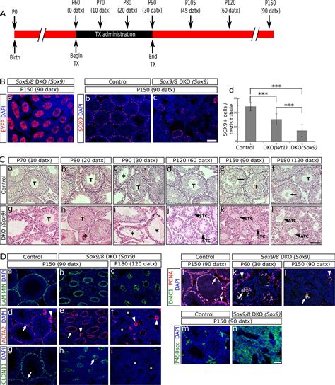 Sox9 And Sox8 Protect The Adult Testis From Male To Female Genetic