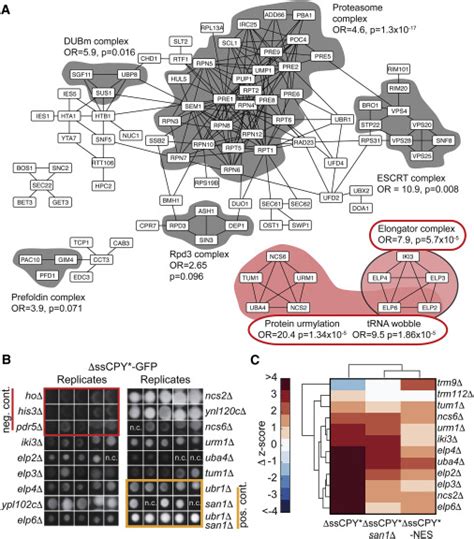 Systematic Gene To Phenotype Arrays A High Throughput Technique For