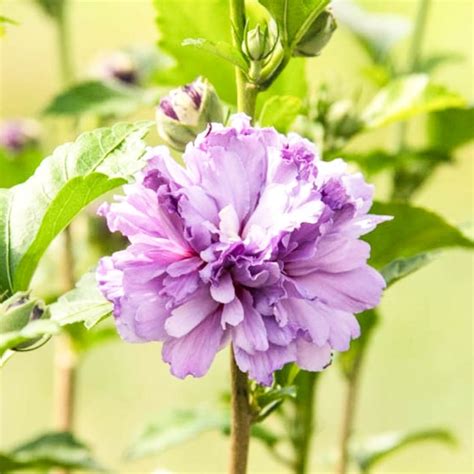Spring Hill Nurseries Blue Blueberry Smoothie Rose Of Sharon Flowering
