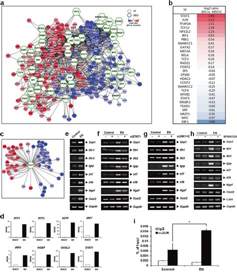 Gene Regulatory Network Grn Analysis Identified Stat1 As An