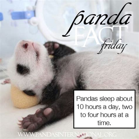 panda fact friday how much do pandas sleep pandas international