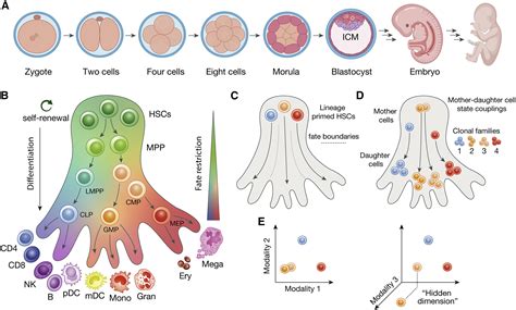 Single Cell Multi Omics And Lineage Tracing To Dissect Cell Fate