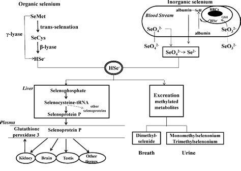 Selenium And Selenoproteins From Structure Function To Food Resource