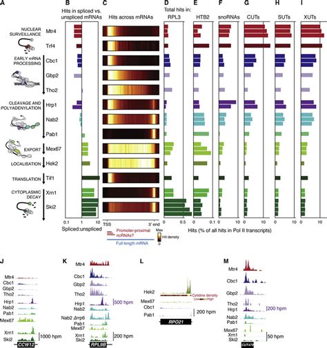 Transcriptome Wide Analysis Of Rnp Composition Download Scientific