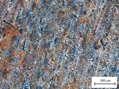 19 A Micrograph Of A Reticular Microstructure Longitudinal Section