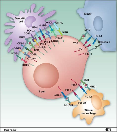 Cancer Immunotherapy Projections Immune Checkpoint Inhibitors Lead