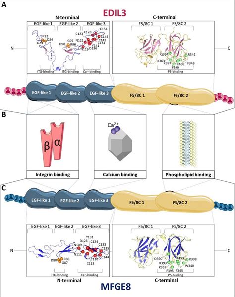 In Silico Prediction And Structure Modelling Of Edil3 And Mfge8 Protein