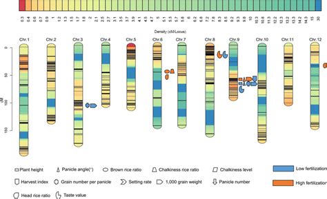 The Position Of Quantitative Trait Loci Qtls For Agronomic Traits In