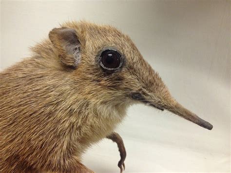 Two New Mammal Species Identified In Chinas Mount Huangshan Cgtn