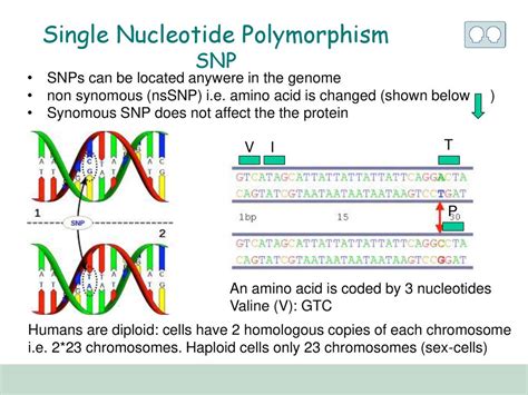 Visualization Of Genomic Data Ppt Download