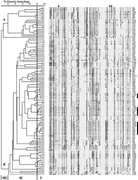 Upgma Dendrogram Of Aflp Fingerprints From 55 Chicken C Jejuni