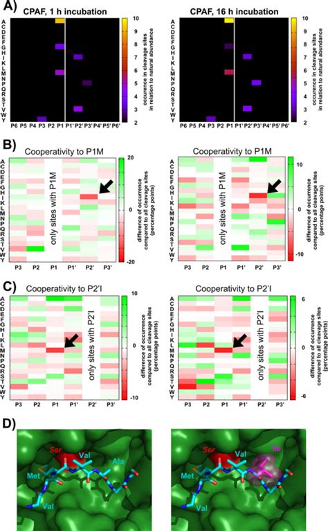 Identification Of Protease Specificity By Combining Proteome Derived