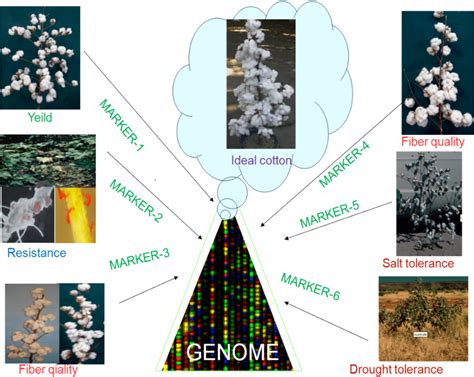 Pyramiding Of Important Quantitative Trait Loci Using Mas Efforts