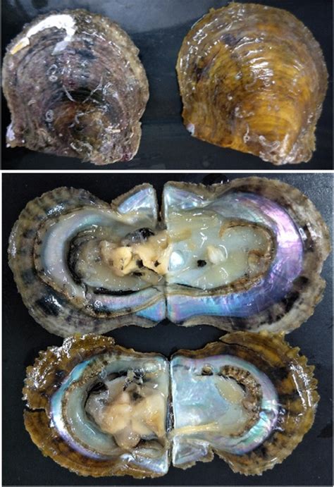Comparative Transcriptomic And Proteomic Analysis Of Yellow Shell And