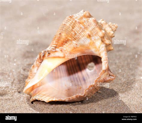 The Mollusc Or Mollusk Shell Is Typically A Calcareous Exoskeleton