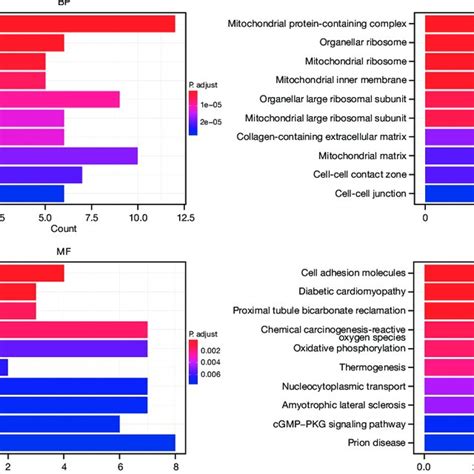 Bar Graph For Go And Kegg Pathway Analyses Of Hub Genes The Top 10