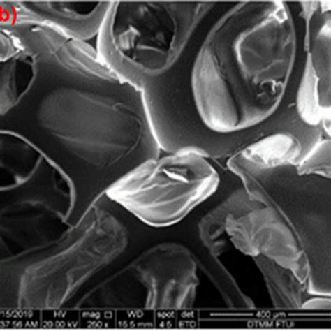 Comparison Of Morphology A Pu Foams B Pu Foams Chitosan And C
