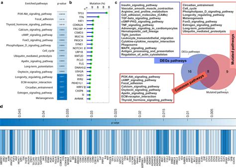 Mutational Profiling And Functional Impact In Oral Cancer A We Have