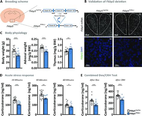 Loss Of Fkbp5 In The Pvn Alters Hpa Axis Physiology A Cre Loxp Based