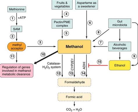 Metabolic Methanol Molecular Pathways And Physiological Roles