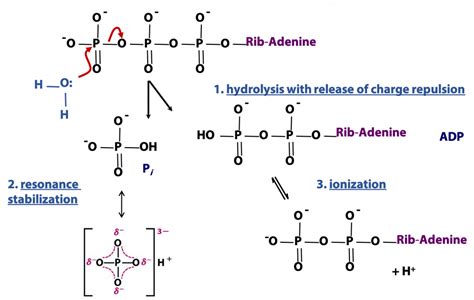 Atp As Cellular Energy Currency Bioc 2580 Introduction To Biochemistry